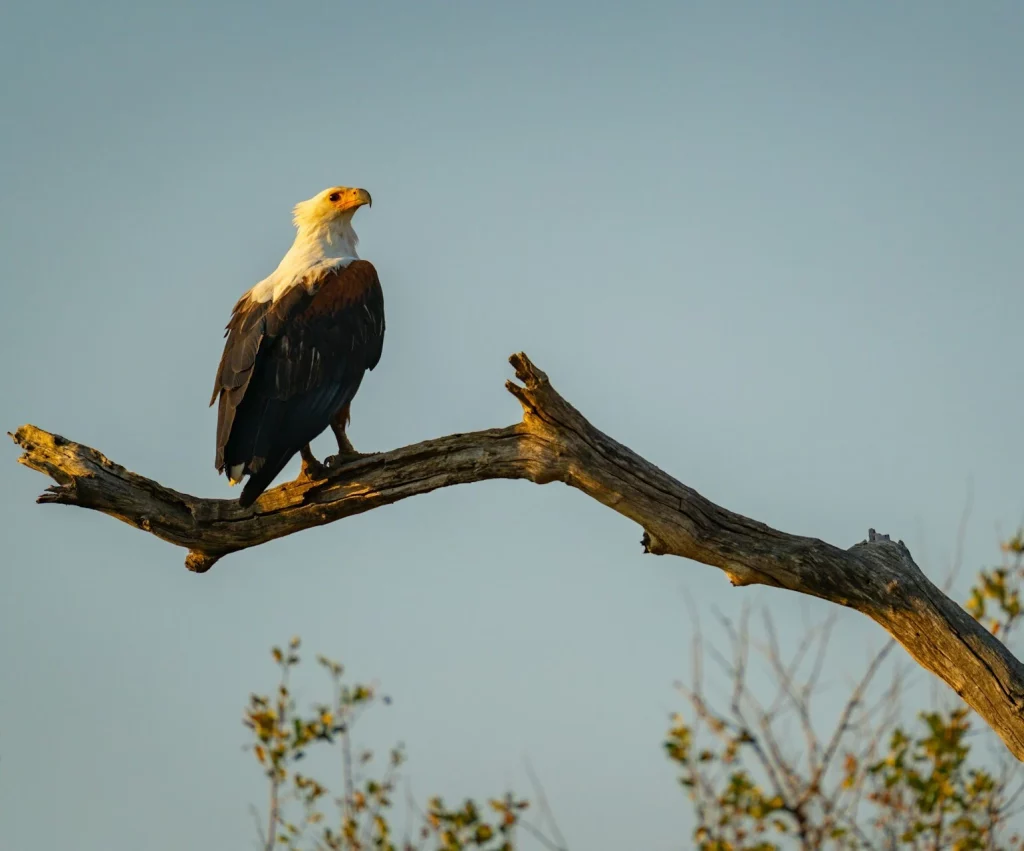 African Fish Eagle - Africa’s Iconic Raptor